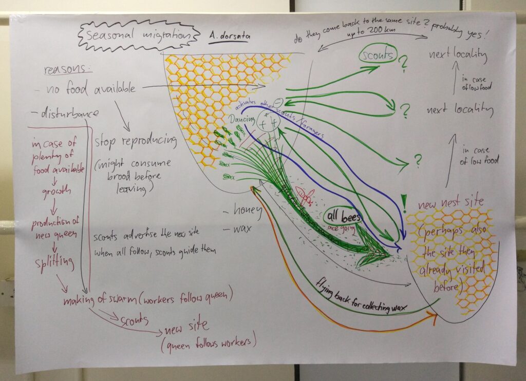 Monsoon Migration – Bee Lab Bangalore